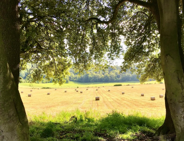 A Day Out in Steyning, West Sussex I Things to Do in Steyning