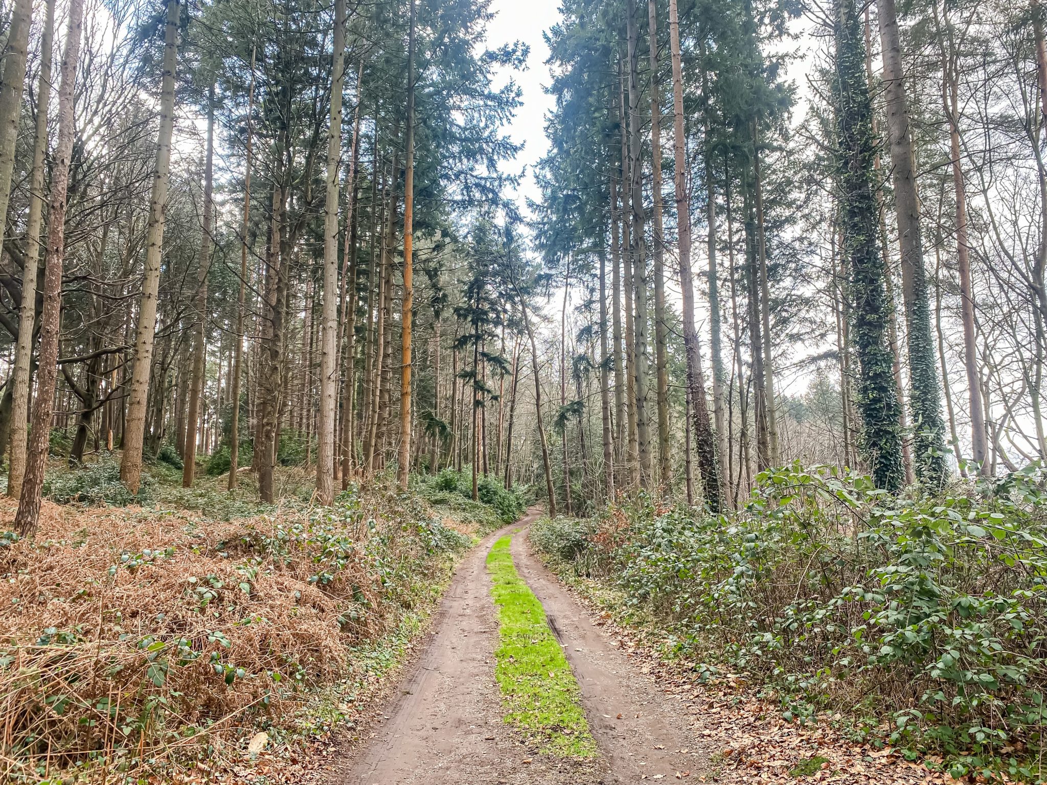 Midhurst River Rother Walk | Serpent Trail & New Lipchis Way