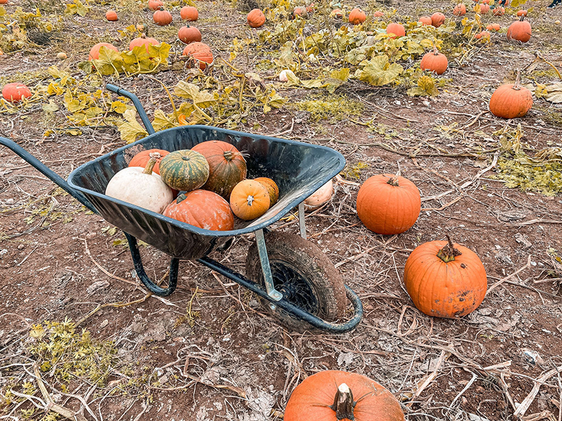 Bignor Hill Circular Walk | South Downs Way Walks